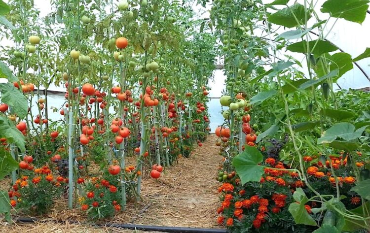 12 + Ferme de Legume lângă București – Produse locale proaspete